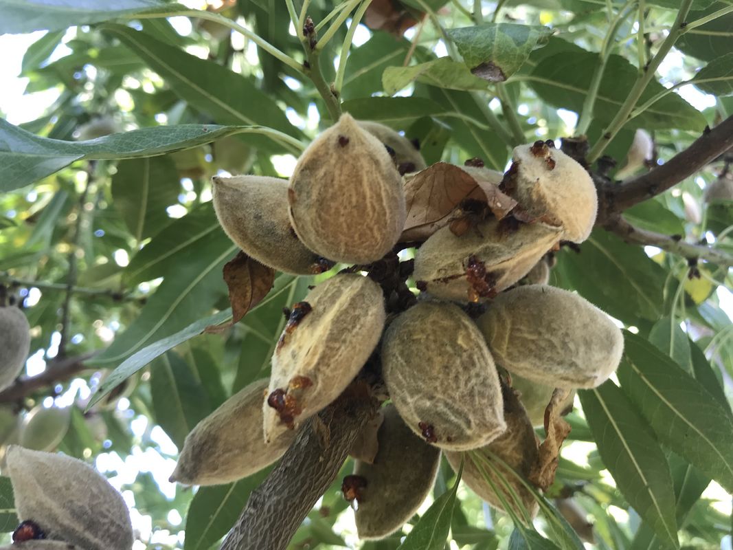 El boom de las almendras en el 2020: una tendencia en auge