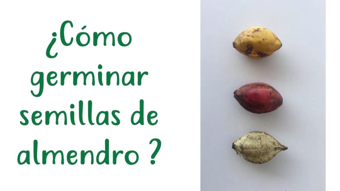 Guía para germinar almendras y disfrutar su delicioso sabor casero