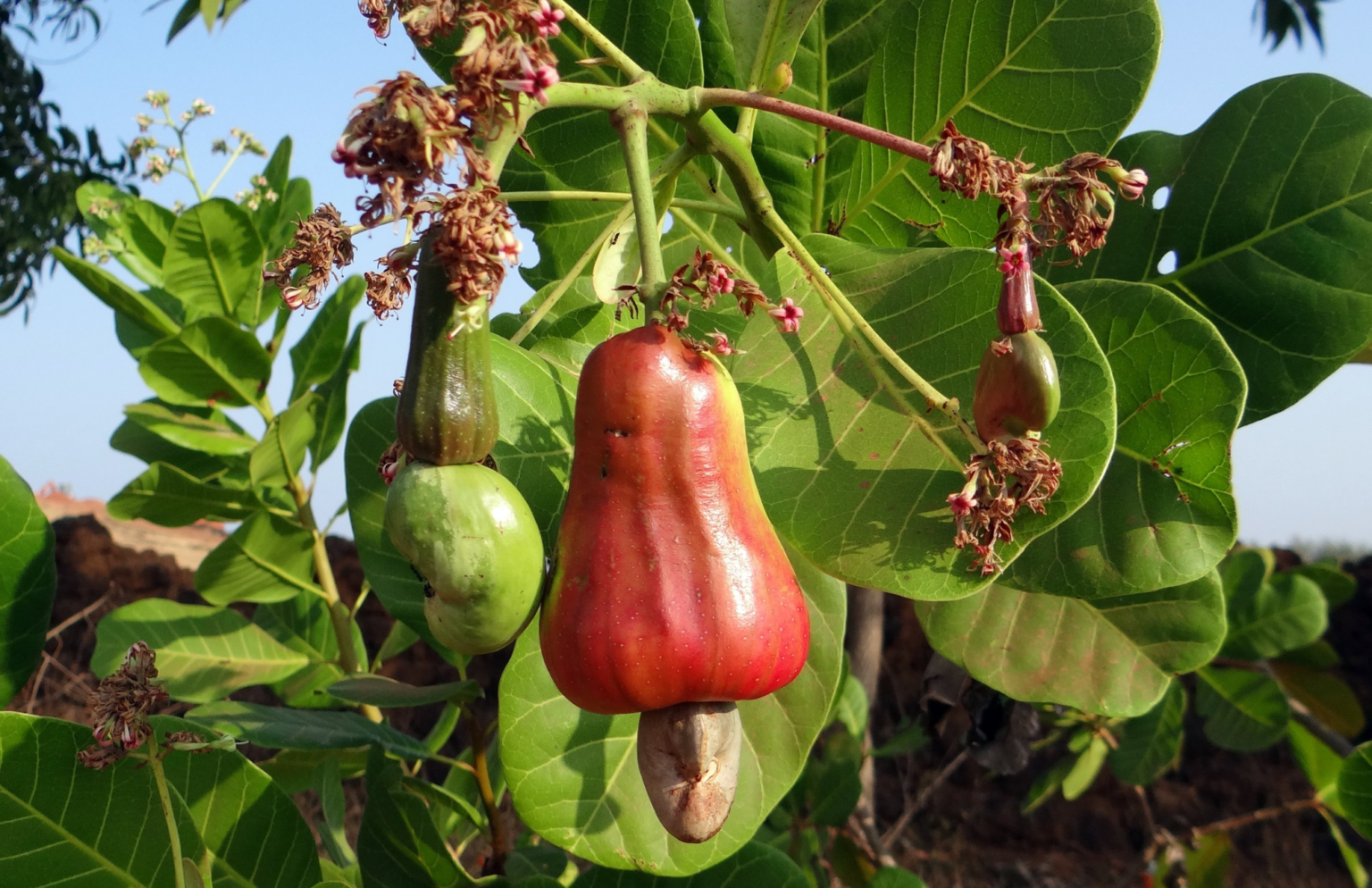 Los requerimientos climáticos ideales para el cultivo de anacardos