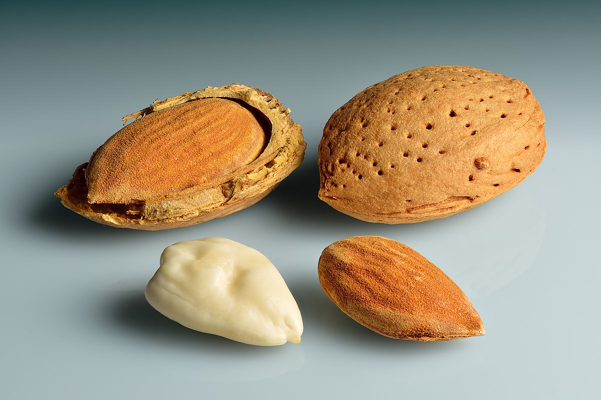 Todo sobre las almendras: Guía completa en Wikipedia